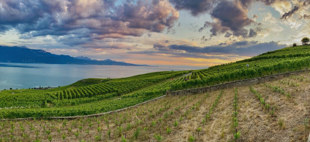 Rethinking Wine | Rewine